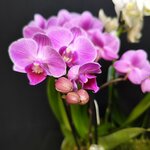 Your florist (Spartakovskaya Square No:1/7с16), çiçek teslimatı  Moskova'dan