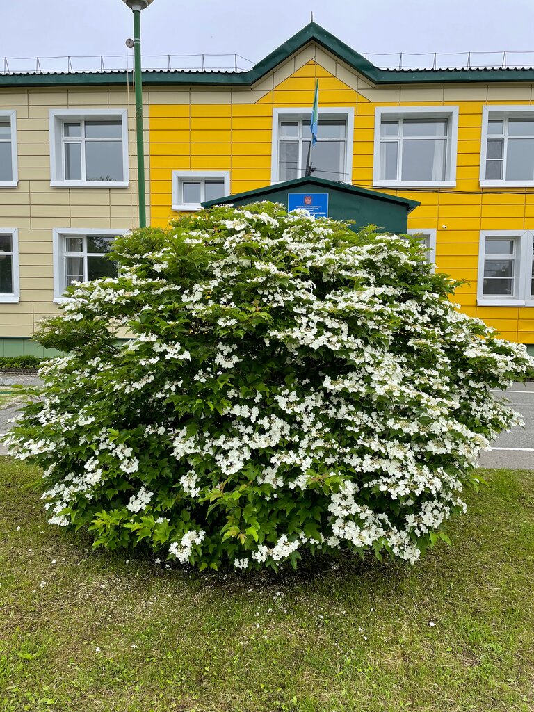 Ortaokul Средняя общеобразовательная школа, Sahalin Bölgesi, foto