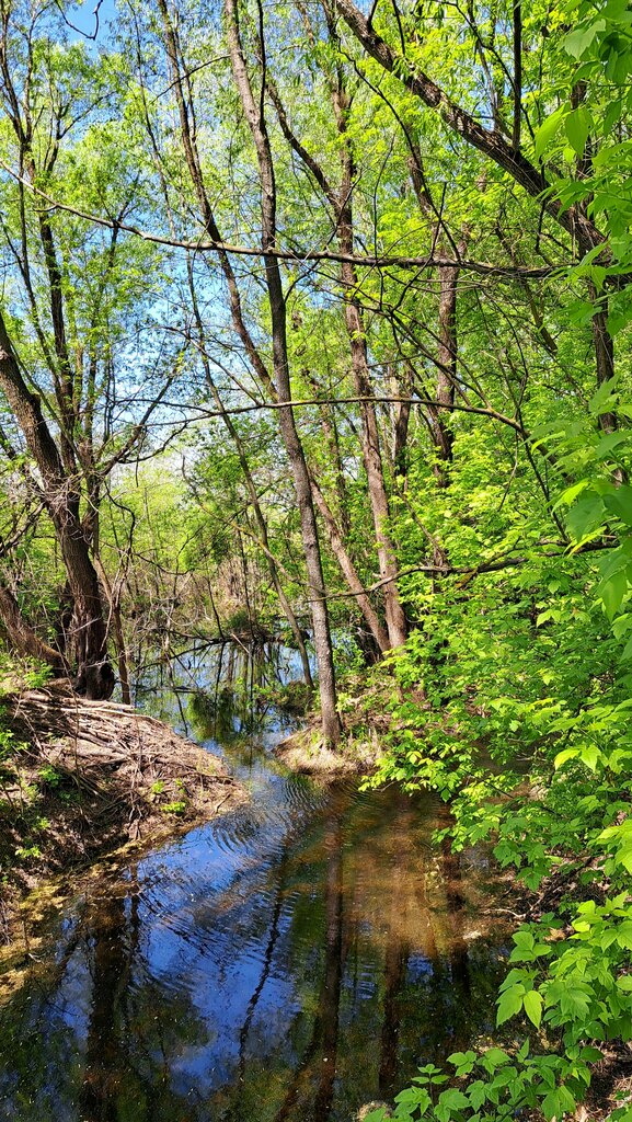Doğa koruma alanı Заказник Лихушинское болото, Stariy Oskol, foto