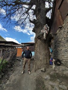 Дуб крупнопыльниковый (Republic of Daghestan, Rutulskiy rayon, reka Gulgya), turistik yerler  Dağıstan'dan
