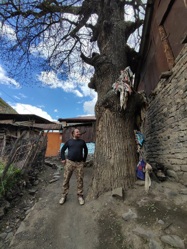 Turistik yerler Дуб крупнопыльниковый, Dağıstan, foto