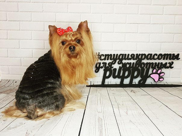 Evcil hayvan kuaförleri Puppy, Saint‑Petersburg, foto