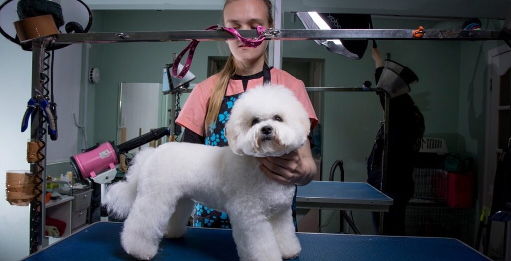 Evcil hayvan yetiştiricileri Bichon Frise Club, Moskova, foto