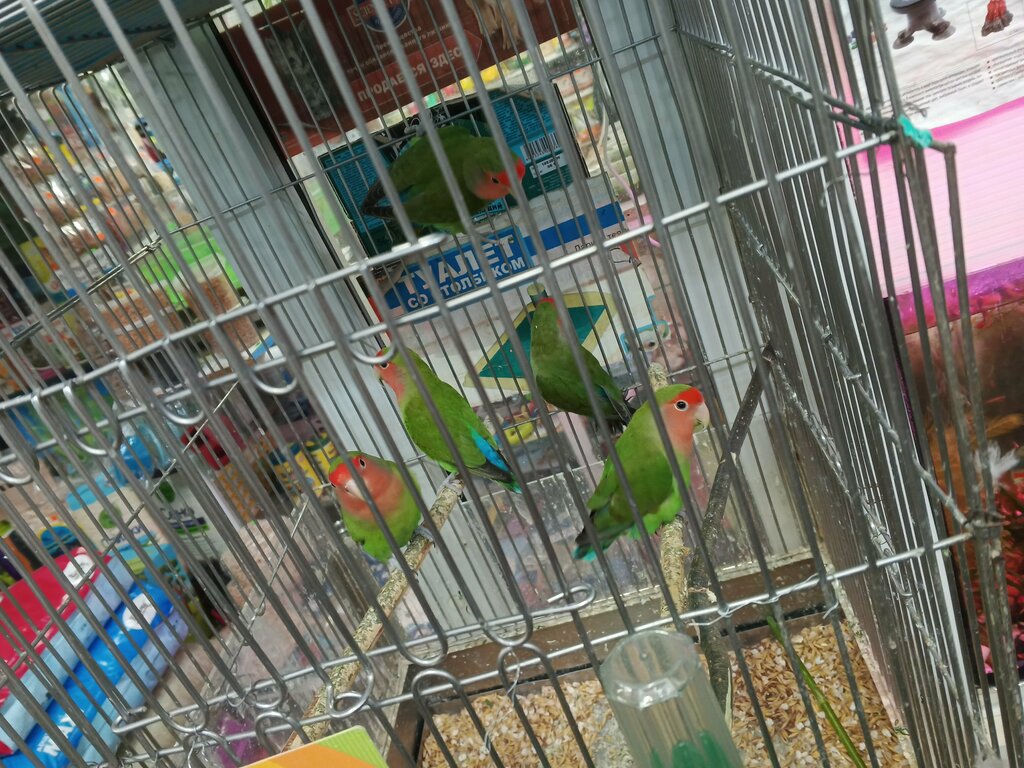 Petshop Magazin Zoomir, Cheboksary, foto