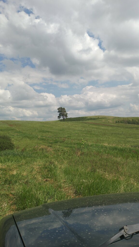 Orman işleri Асекеевское лесничество, Orenburgskaya oblastı, foto
