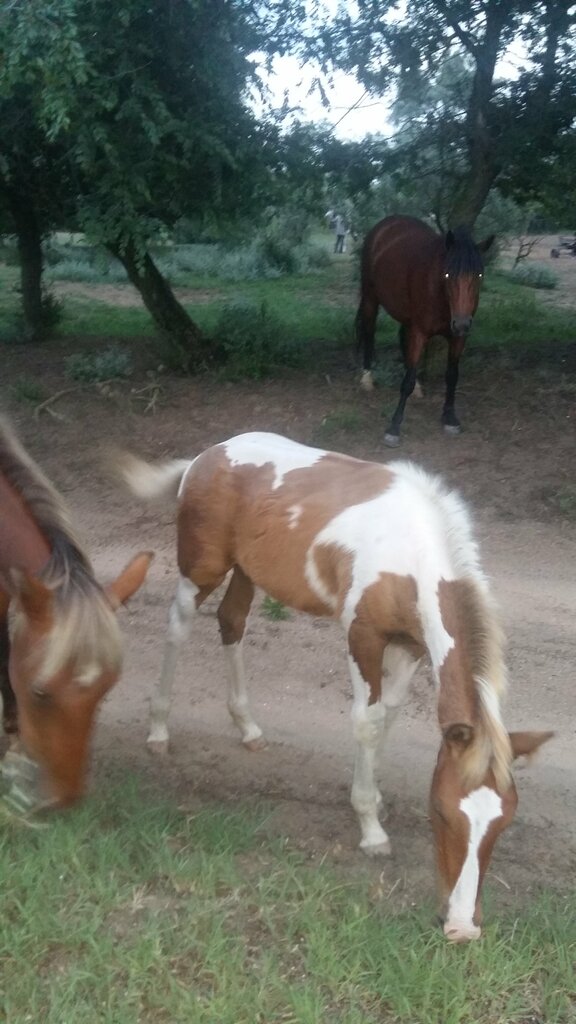 At ve binicilik kulüpleri Конный дворик Азовский, Kırım Cumhuriyeti, foto