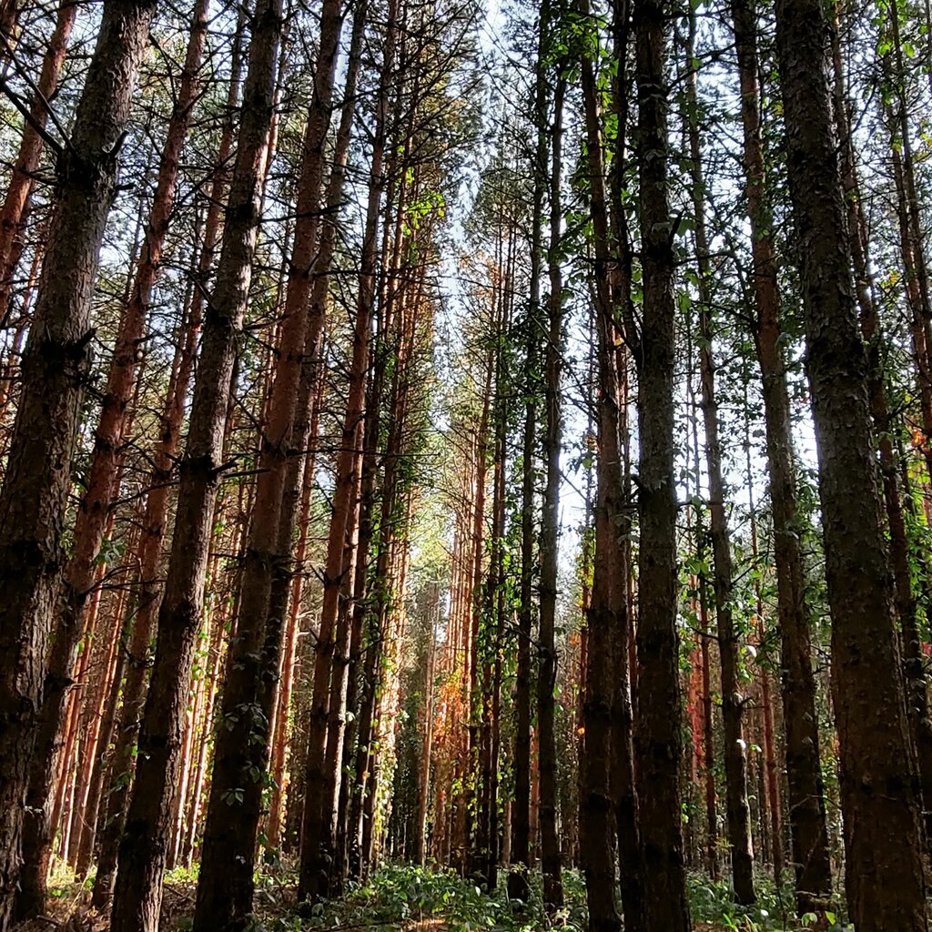 Orman Куземетьевский лес, Kazan, foto