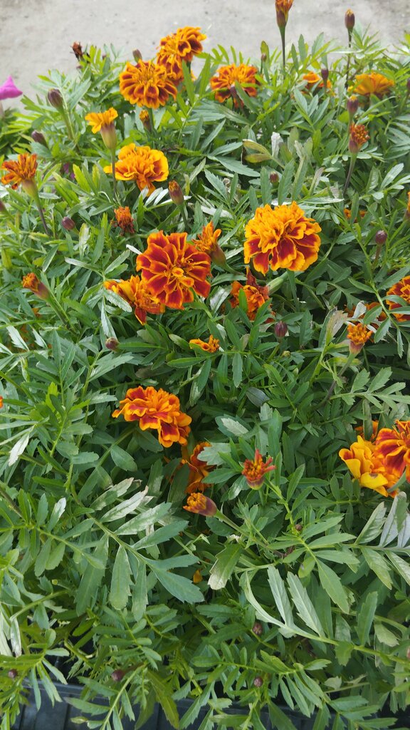 Bahçecilik mağazaları Садовый мир, Pavlovski Posad, foto