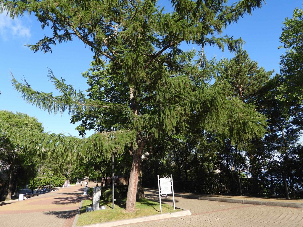 Park, sokak heykeli Древо, Habarovsk, foto