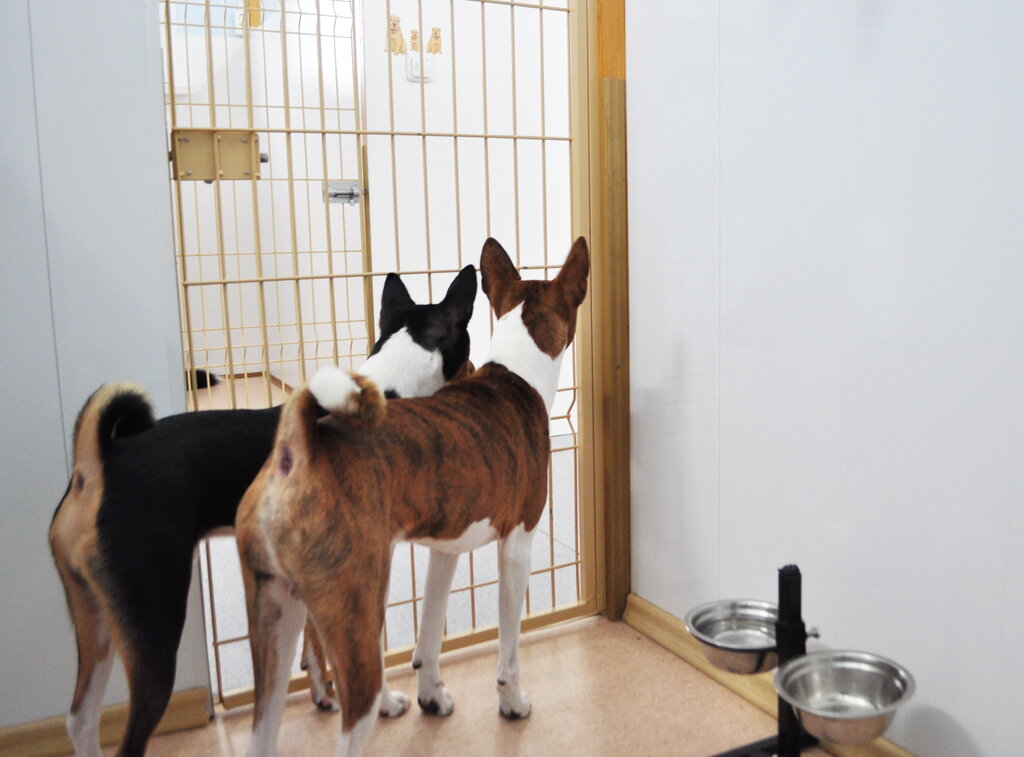 Pet otel Zoogostinica Tresor, Tümen (Tiumenskaya) oblastı, foto