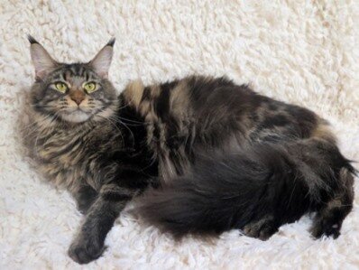 Evcil hayvan yetiştiricileri Питомник Мейн кунов Korleonis, Riazan, foto