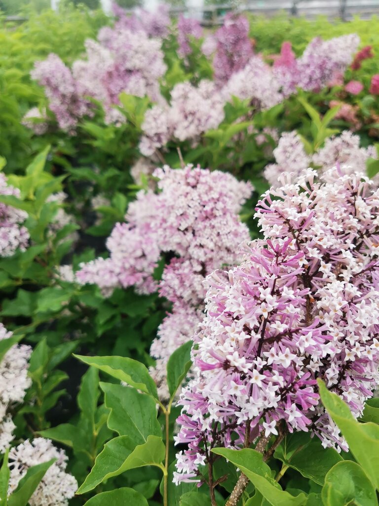 Sera ve bahçe ürünleri Zeleny sad, Kaliningradskaya oblastı, foto