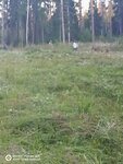 Ногинское участковое лесничество (Moscow Region, Bogorodskiy Urban District, derevnya Molzino), orman işleri  Moskova ve Moskovskaya oblastından