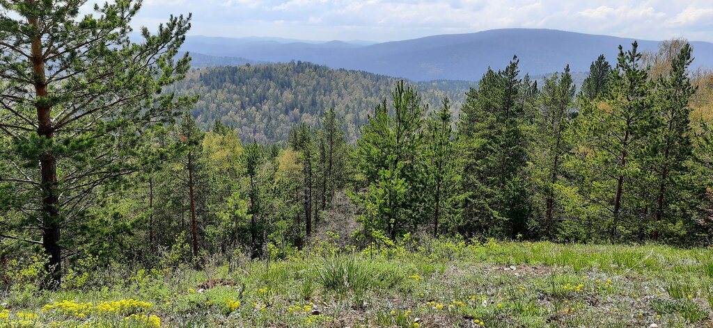 Dağ zirvesi Собачья сопка, Krasnoyarski krayı, foto