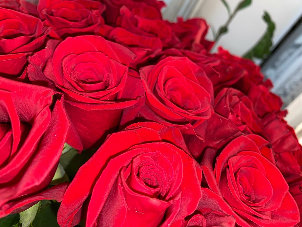 Çiçekçiler Flower Paradise, Suvorov, foto