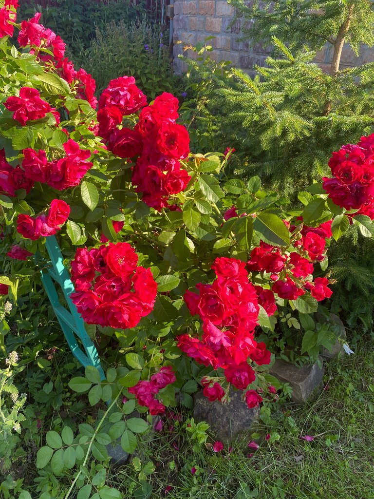 Anaokulları Detsky sad № 46, Izhevsk, foto