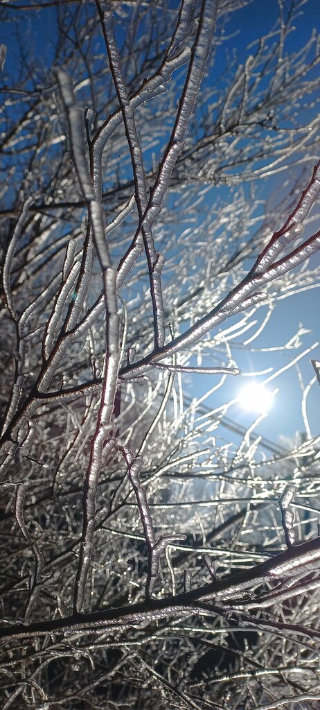 Hayvancılık Volynsky, Karağandı eyaleti, foto