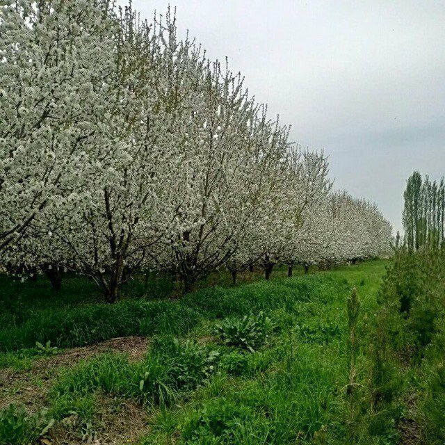 Tarım firmaları Fazliddin Abduraximov bogi, Andican eyaleti, foto