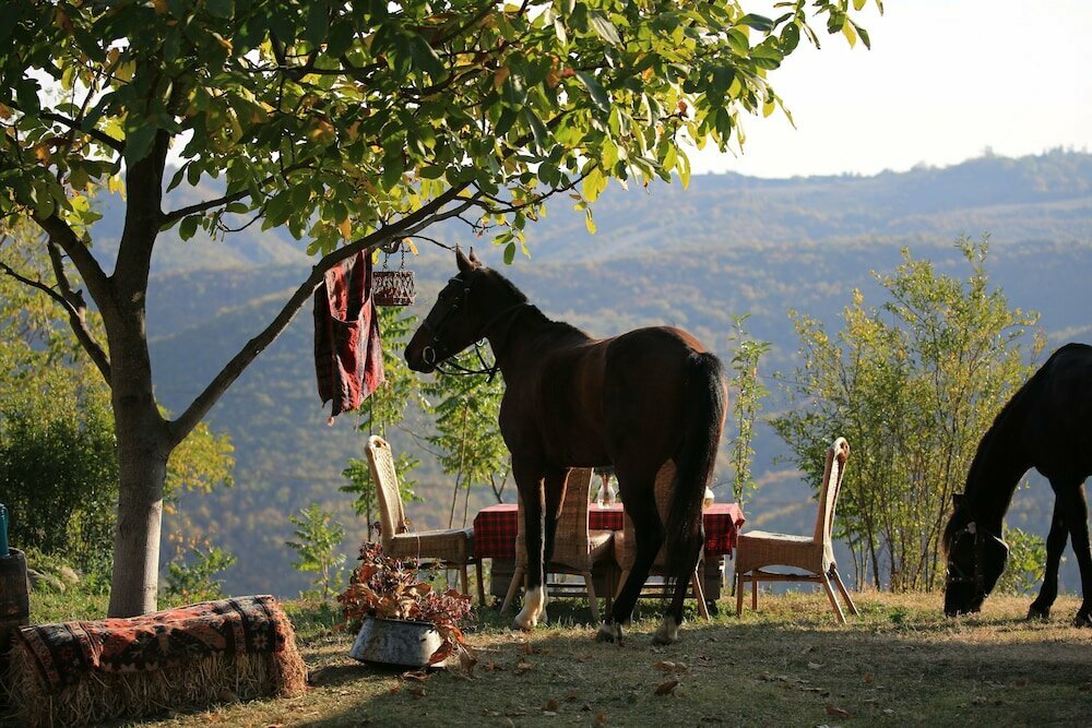 At ve binicilik kulüpleri Lost Ridge Inn, Brewery & Ranch, , foto