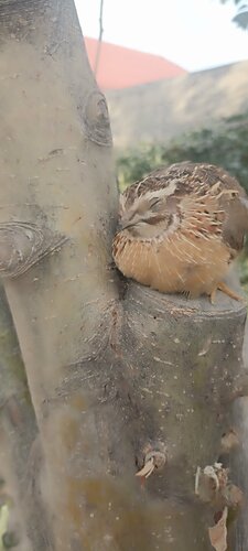 Otomobil servisi Auto Service, Doğu Kazakistan eyaleti, foto