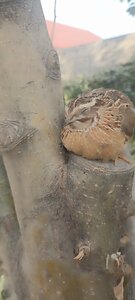 Auto Service (Seıfýllın kóshesi No:33, Kókpekti aýyly), otomobil servisi  Doğu Kazakistan eyaletinden