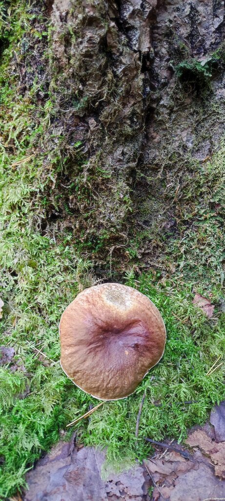 Fast food Шавермы и бургеры, Saint‑Petersburg, foto