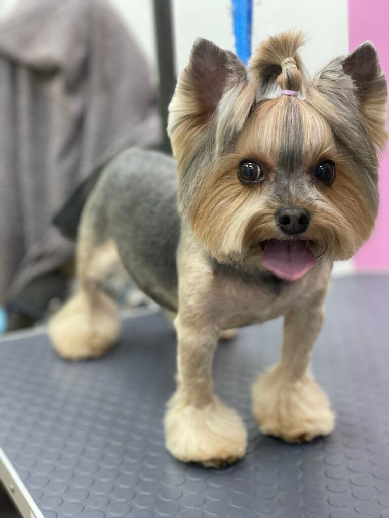 Evcil hayvan kuaförleri Groomer Gbi, Yekaterinburg, foto