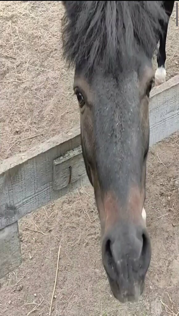 At ve binicilik kulüpleri Конный клуб, Sverdlovskaya oblastı, foto