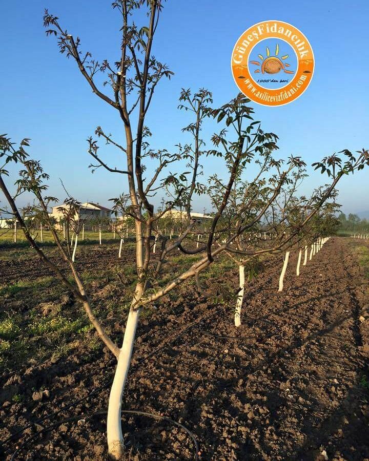 Tarım firmaları Güneş Fidancılık, Bandırma, foto