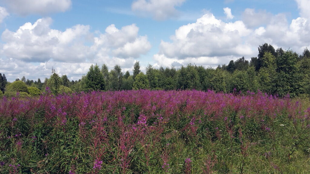Gıda üreticileri Krutov, Tverskaya oblastı, foto