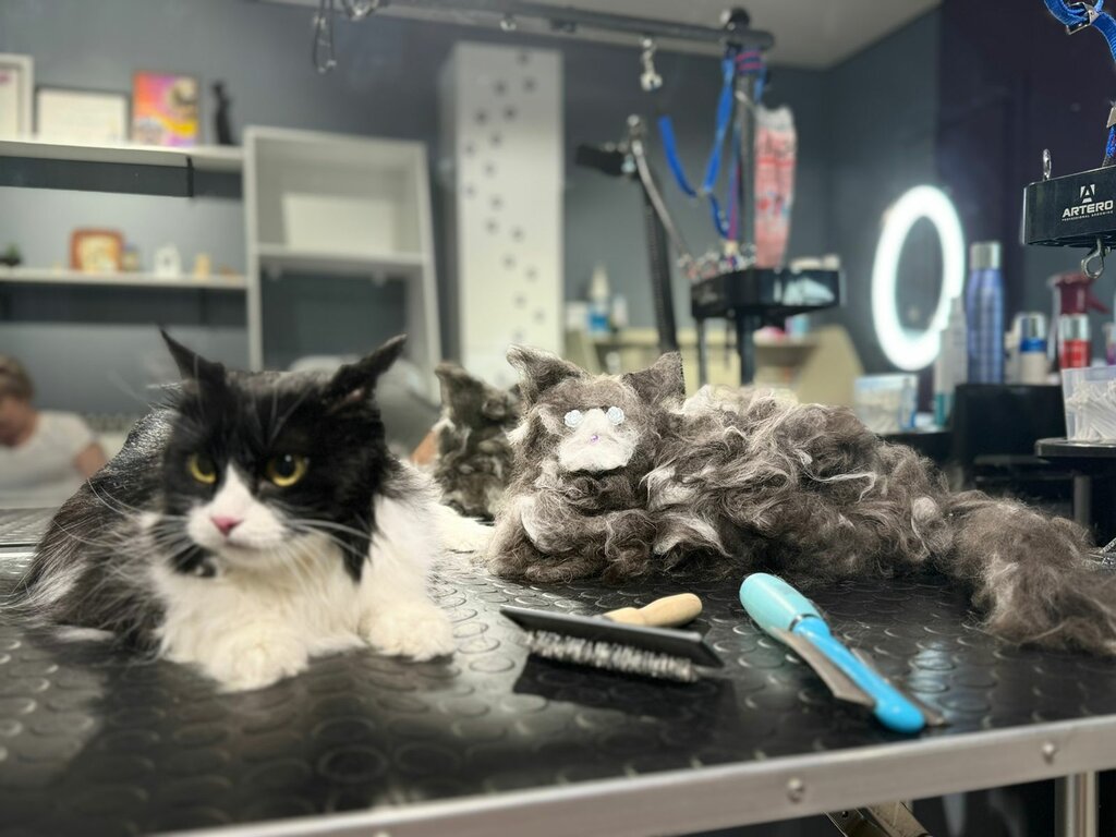 Evcil hayvan kuaförleri Кошечки&Собачки, Barnaul, foto