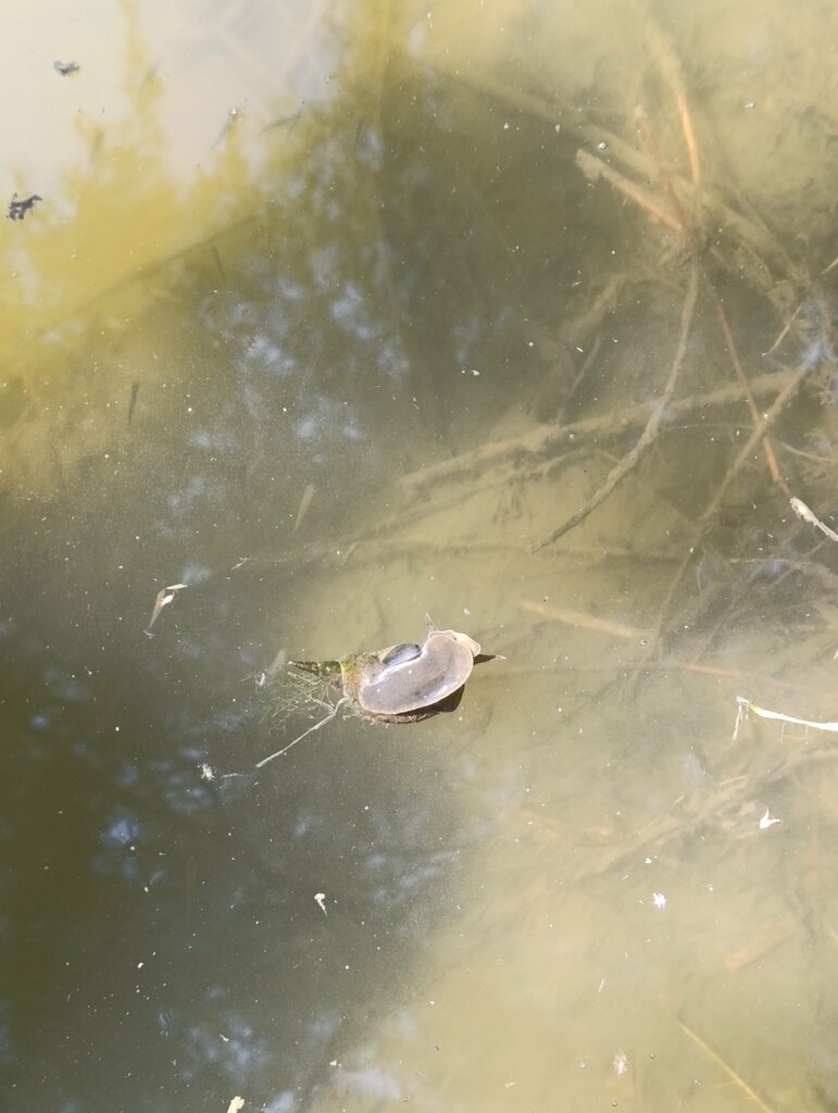 i̇skele Jetty , Novovoronej, foto