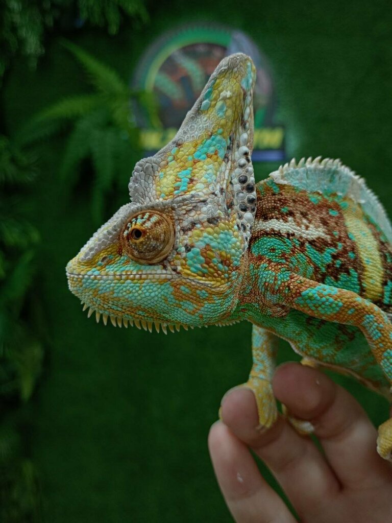Hayvanat bahçeleri Exotarium, Petropavl (Petropavlovsk), foto