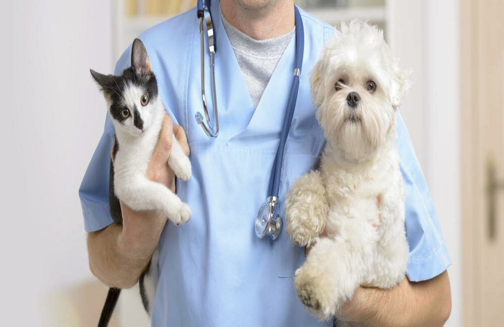 Veteriner klinikleri Zdorovii kot, Moskova, foto