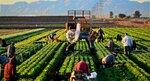 Uğur Şeker Tarım (Şanlıurfa, Haliliye, Cumhuriyet Cad., 136A), tarım ürünleri firmaları  Şanlıurfa'dan