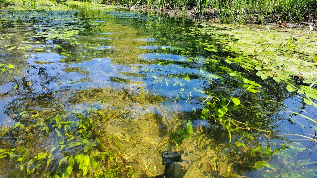 Plaj Кузнецкий пляж, Voronejskaya oblastı, foto