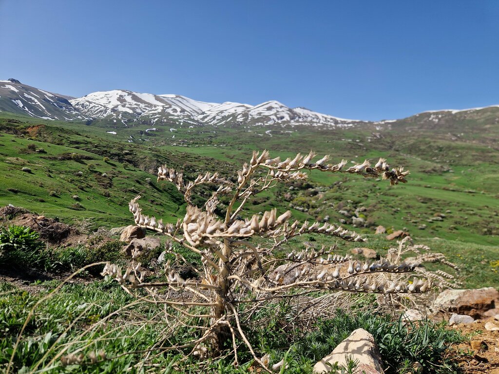 Dağ zirvesi Ashora, Vayots Dzor, foto