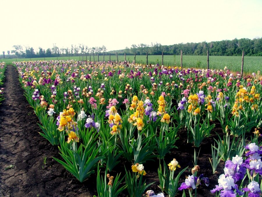 Tohum üretimi Iris Garden by Nessonova Nina, Belgorodskaya oblastı, foto