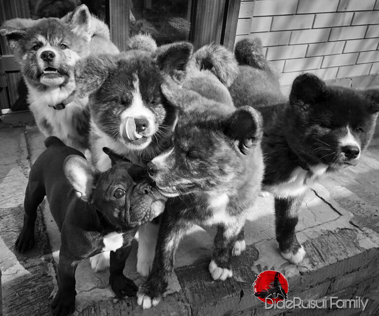 Evcil hayvan yetiştiricileri DideRusui, Krasnodar, foto