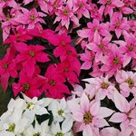 My Garden - Il verde che piace! (Sicily, la città di Messina, Via Consolare Pompea), tarım makineleri, ekipmanlar  Sicilya'dan