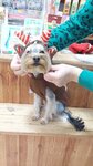 Питомец VIP (prospekt Makeyeva No:25А), petshop  Miass'tan