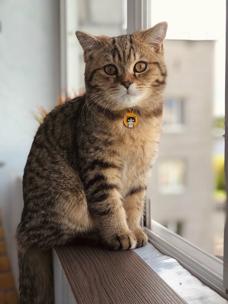 Veteriner klinikleri ZooVet, Belomorsk, foto