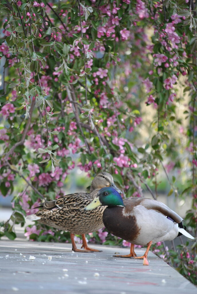 Çeşme Fountain, Yekaterinburg, foto