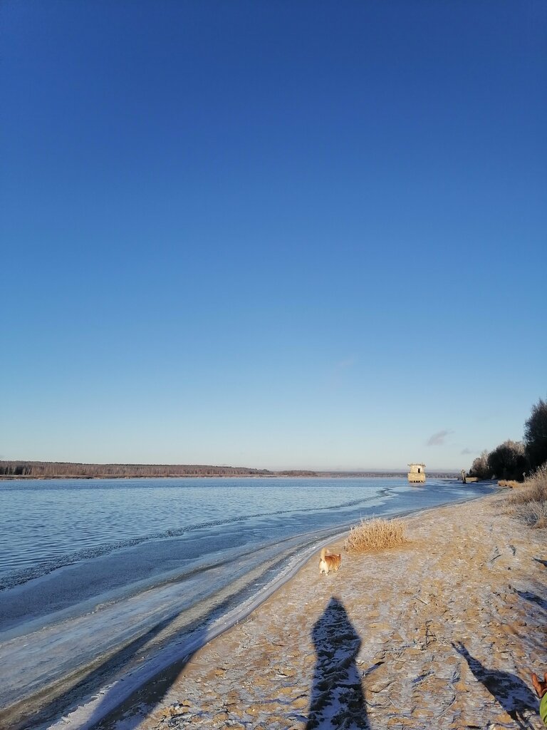Orman Воздвиженский бор, Yaroslavl, foto