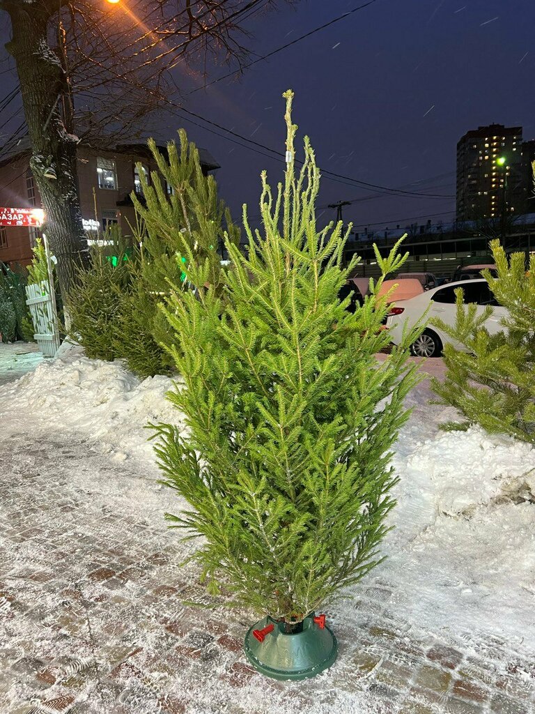 Çam ağacı pazarı Ay da yolki, Himki, foto