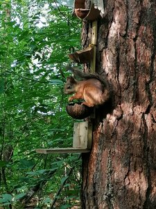 Сосновый лес (Kirov Region, Yaransk, Sosnovy les), kültür ve eğlence parkları  Yaransk'tan