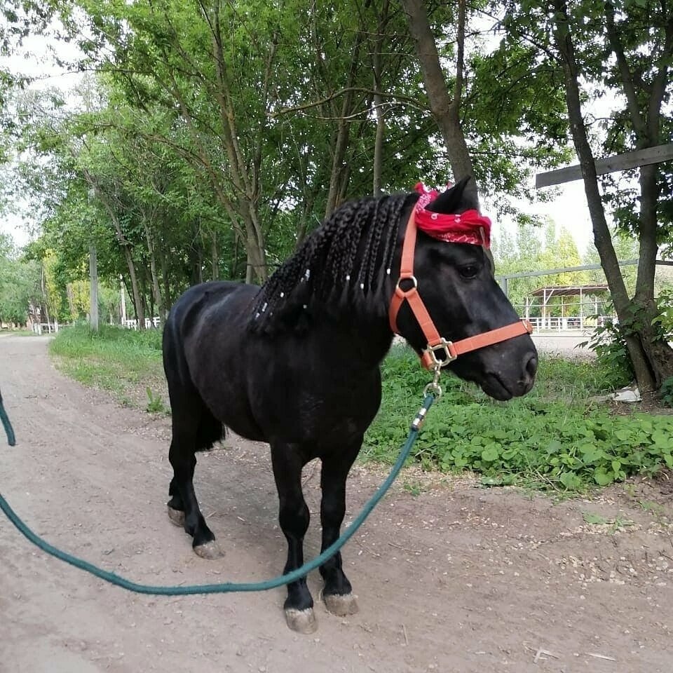 At ve binicilik kulüpleri КСК Амулет, Novoçerkassk, foto