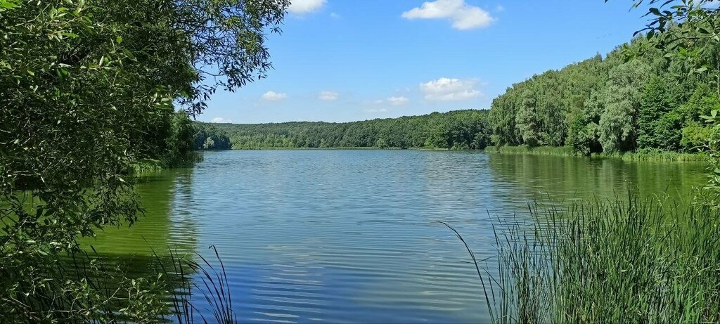 Orman урочище Корытное, Belgorodskaya oblastı, foto