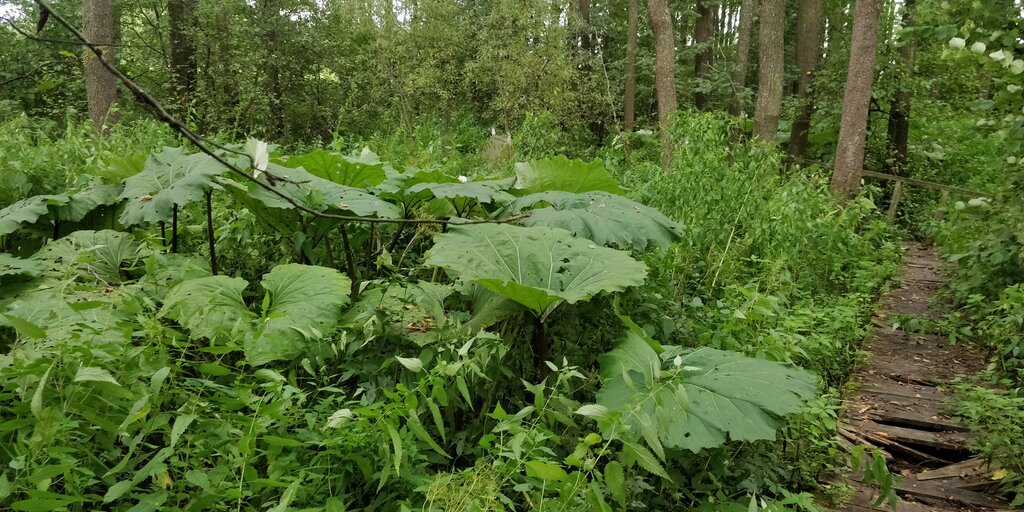 Pınar, çay Spring, stream, Moskova ve Moskovskaya oblastı, foto