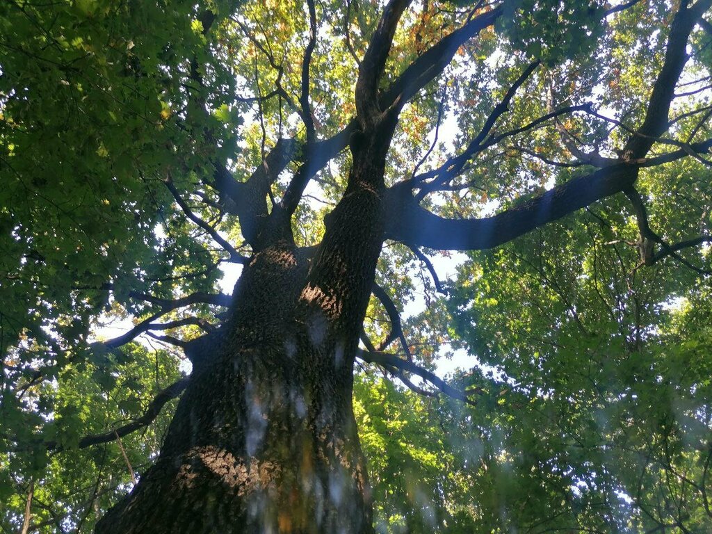 Orman урочище Репное, Belgorodskaya oblastı, foto